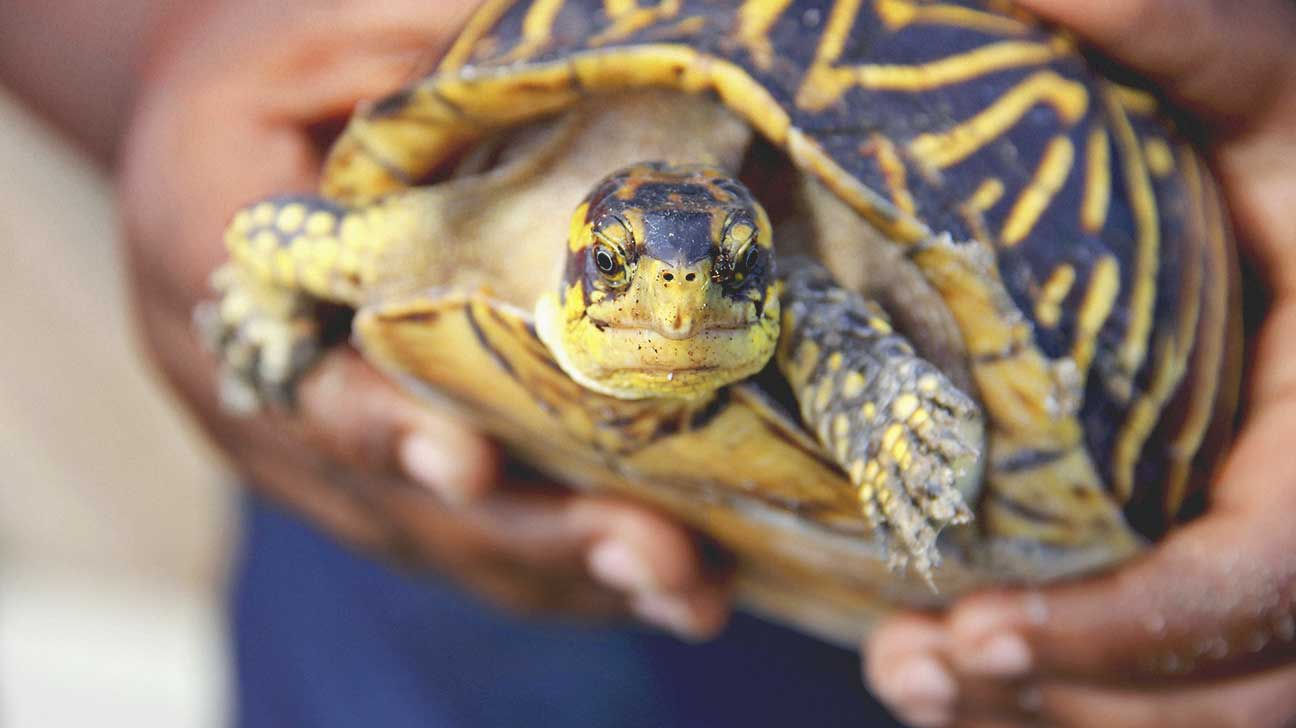 8 Best Pets for Kids: What Type of Pet is Best for You?