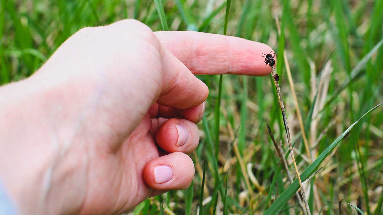 Si mund të lëndojë zemrën sëmundja Lyme – FSHATI IM