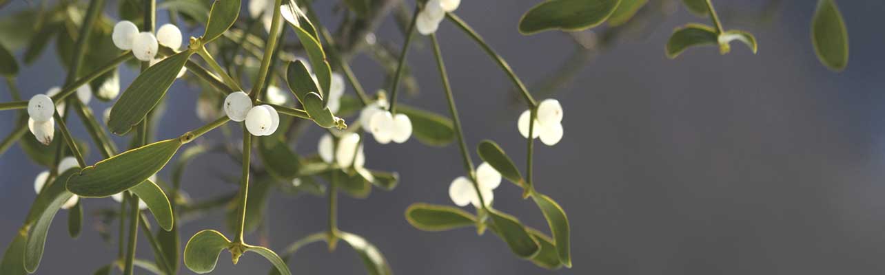 5 Natural Treatments for Epilepsy