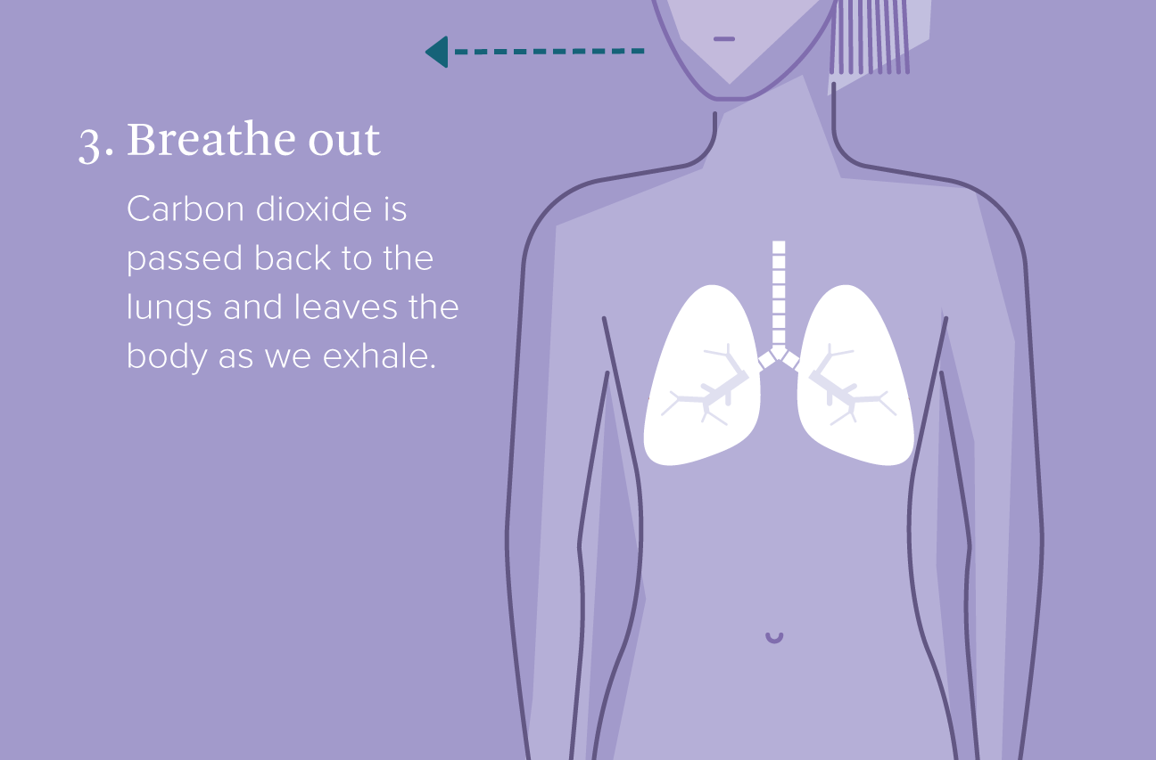 How Do the Lungs Work?