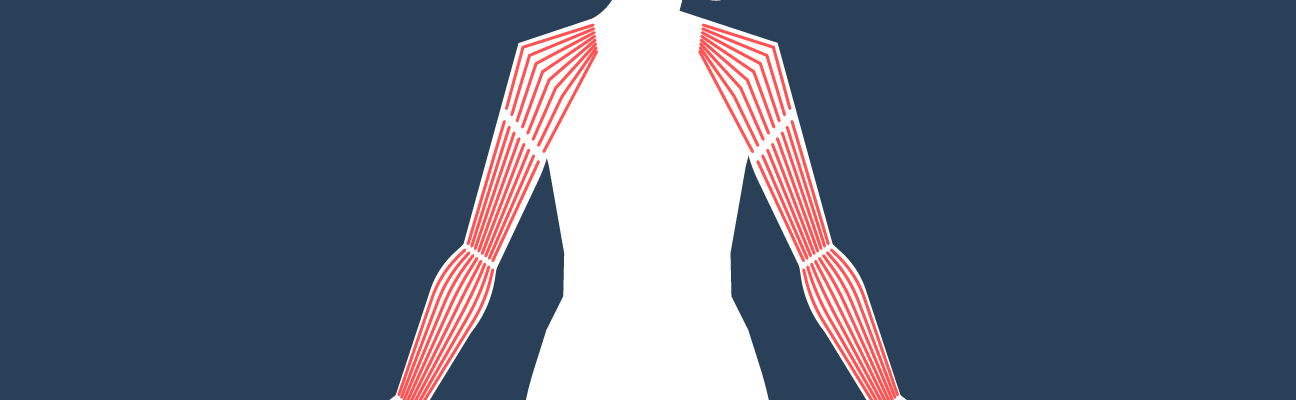 What Are the Functions of the Muscular System?